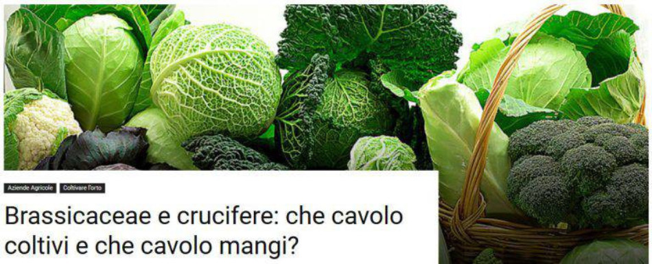 Cosa piantare a settembre e ottobre | Orto autunnale e invernale Cosa piantare a settembre e ottobre | Orto autunnale e invernale